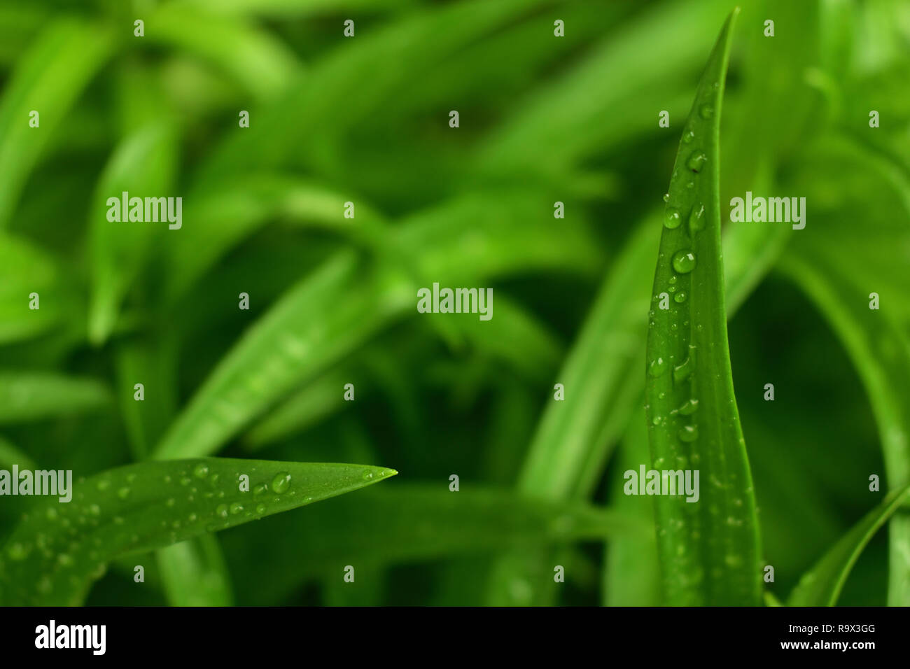 Dew drop on leaf of Easter lily during morning Stock Photo - Alamy