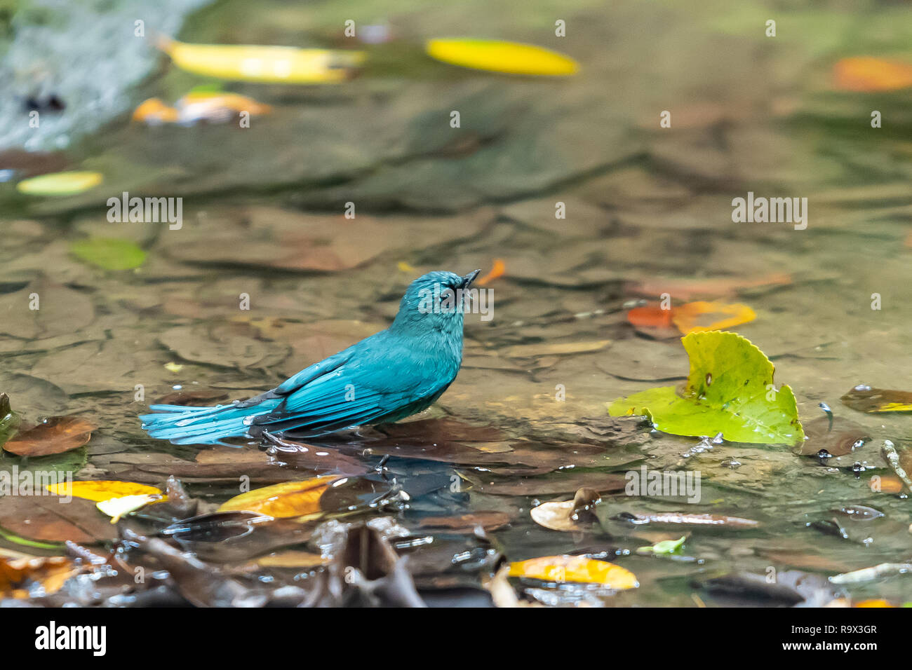 Verditer flycatcher bird hi-res stock photography and images - Alamy