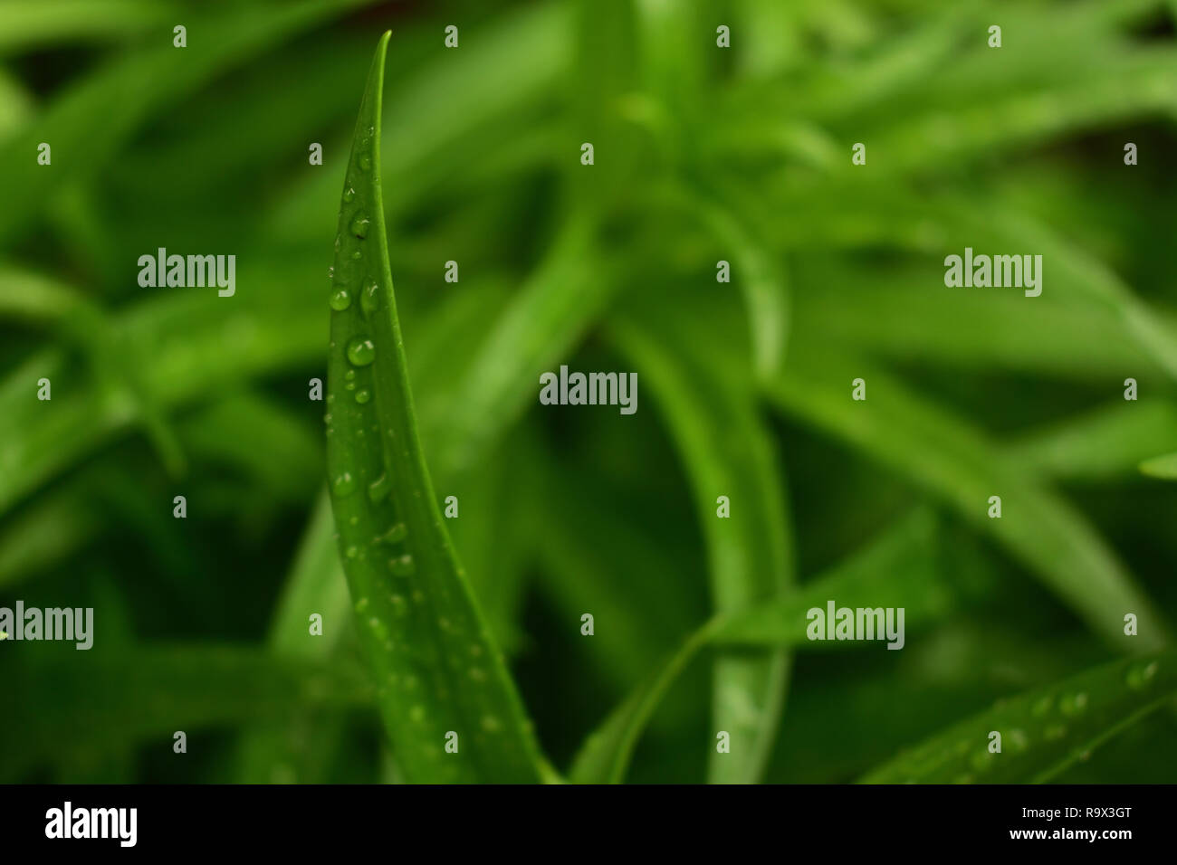 Dew drop on leaf of Easter lily during morning Stock Photo - Alamy