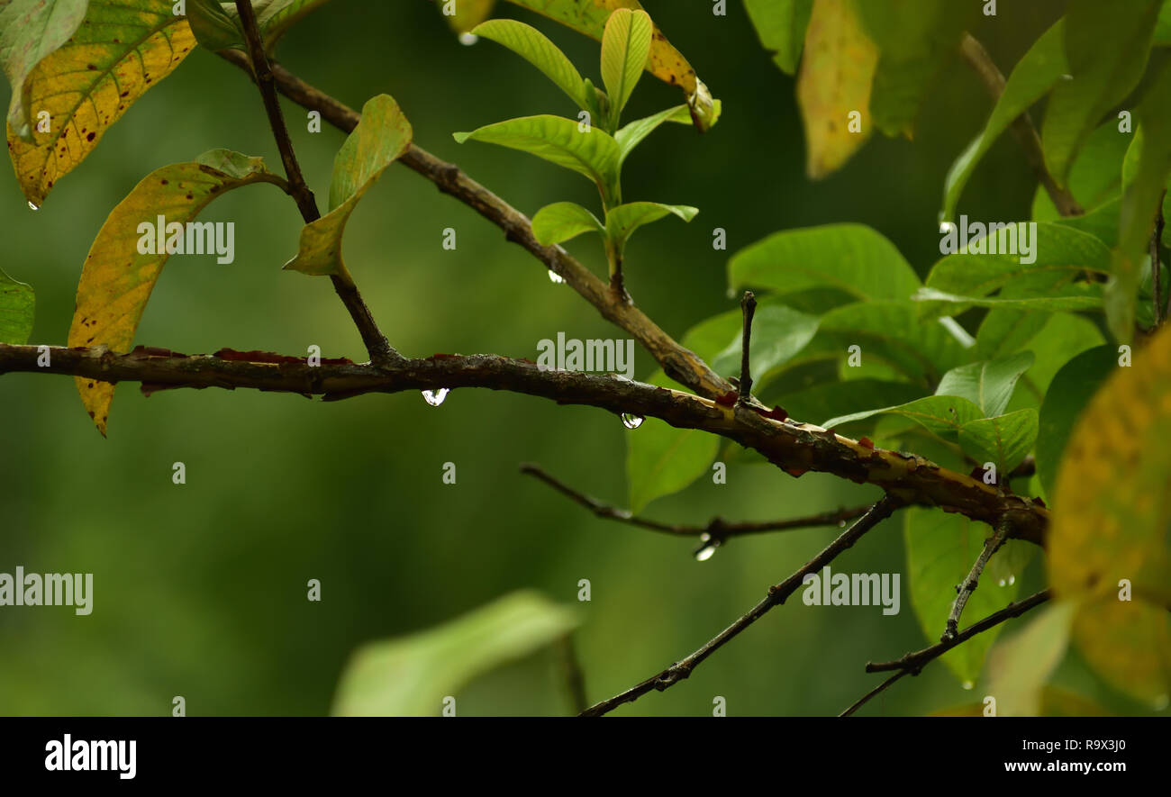 Tree and branches on a rainy day with raindrops hanging below it Stock ...