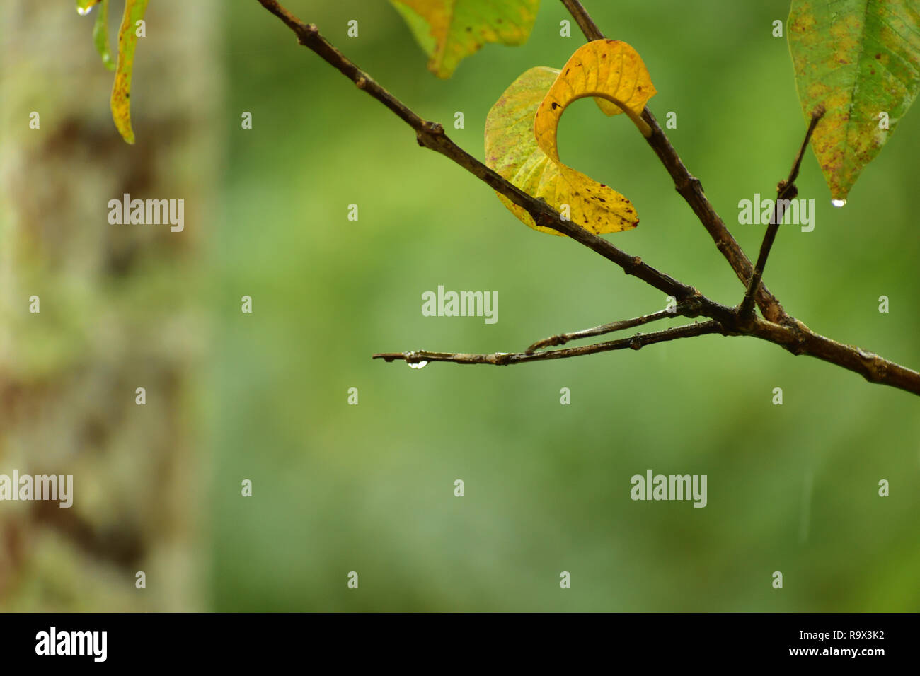 Rainy tree branches hi-res stock photography and images - Alamy