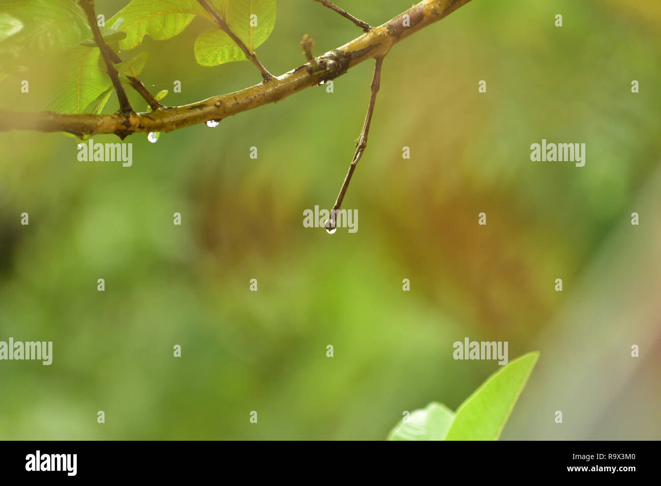 Branches and leaf on a rainy day and raindrops hanging below it Stock ...