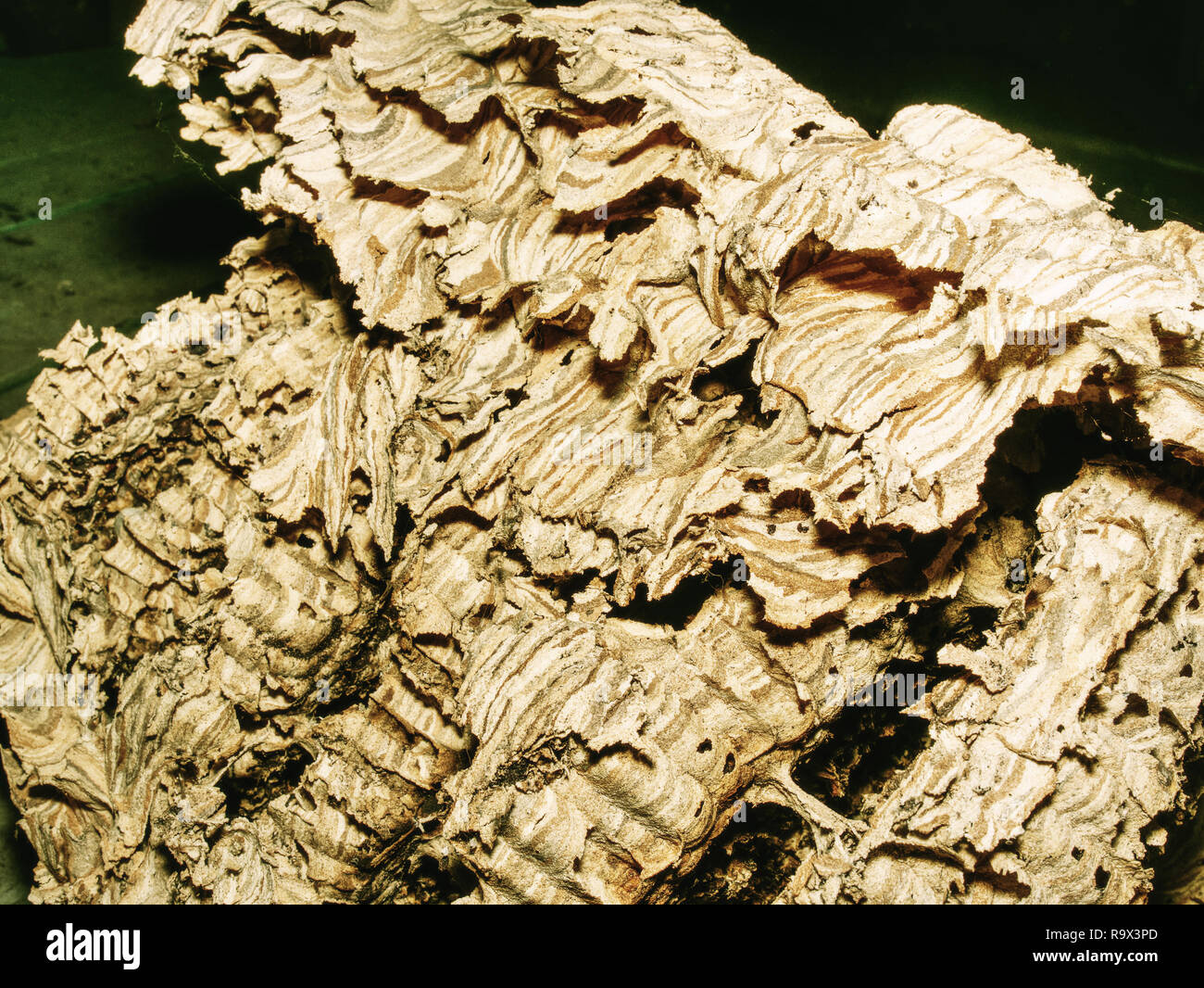 Wasp nest under roof in old garden house. Used gray wasp nest close up ...