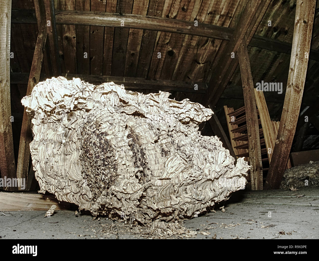 Used wasps polist under house roof. The nest of big family of wasps ...