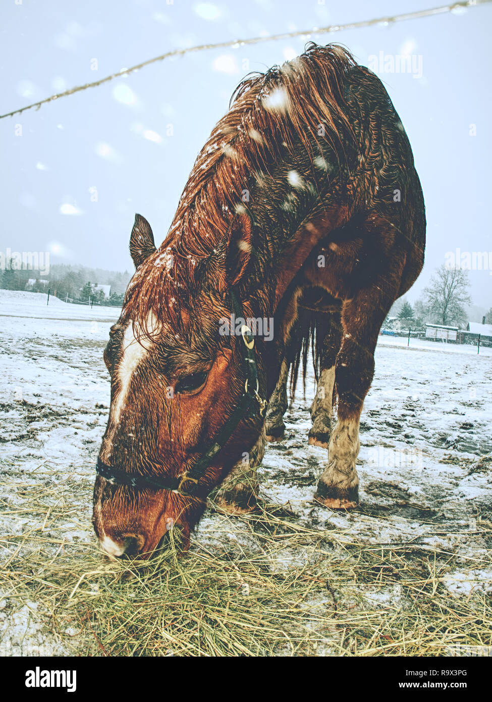 Free beautiful brown horse enjoys snow in winter paddock. Horse in ...