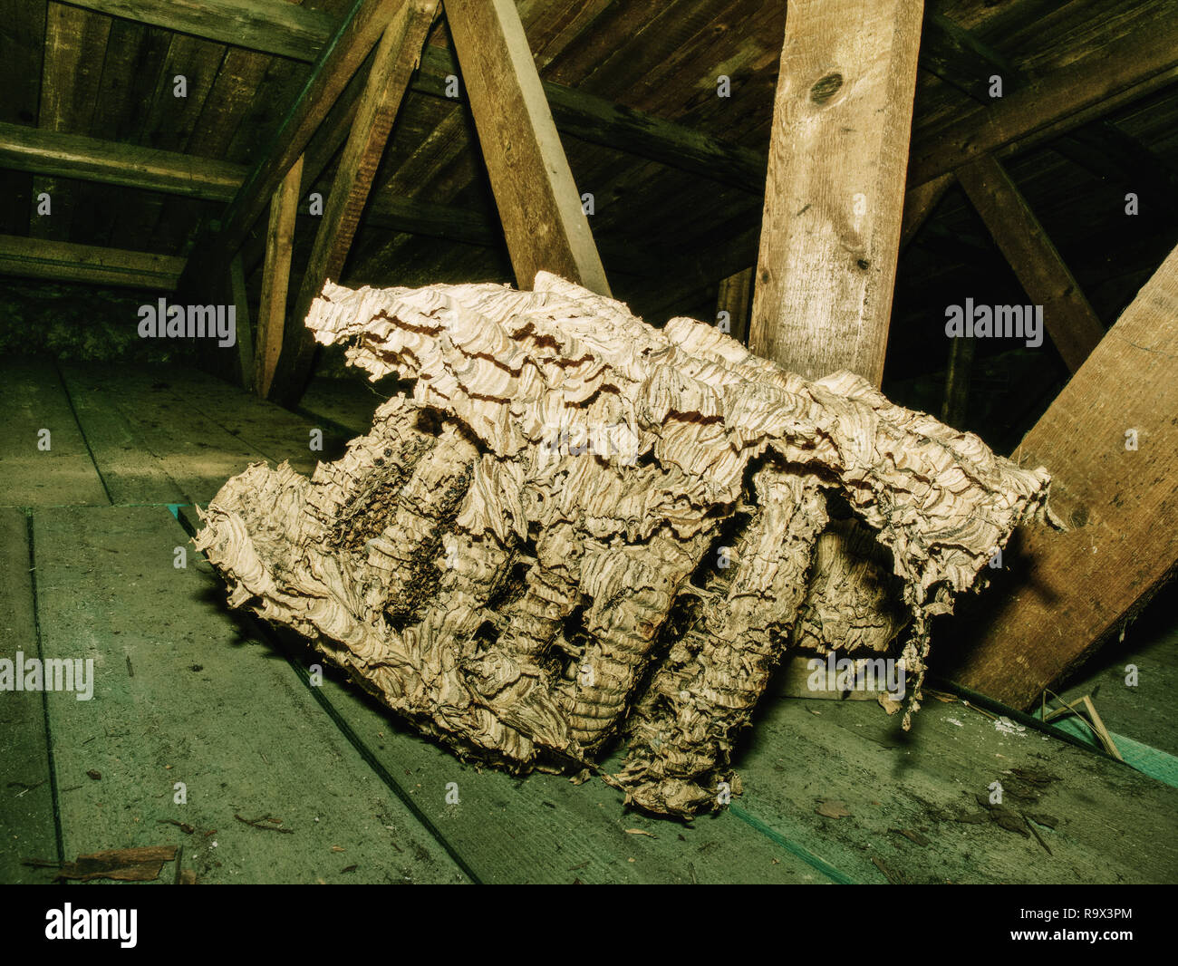 Used wasps polist under house roof. The nest of big family of wasps ...