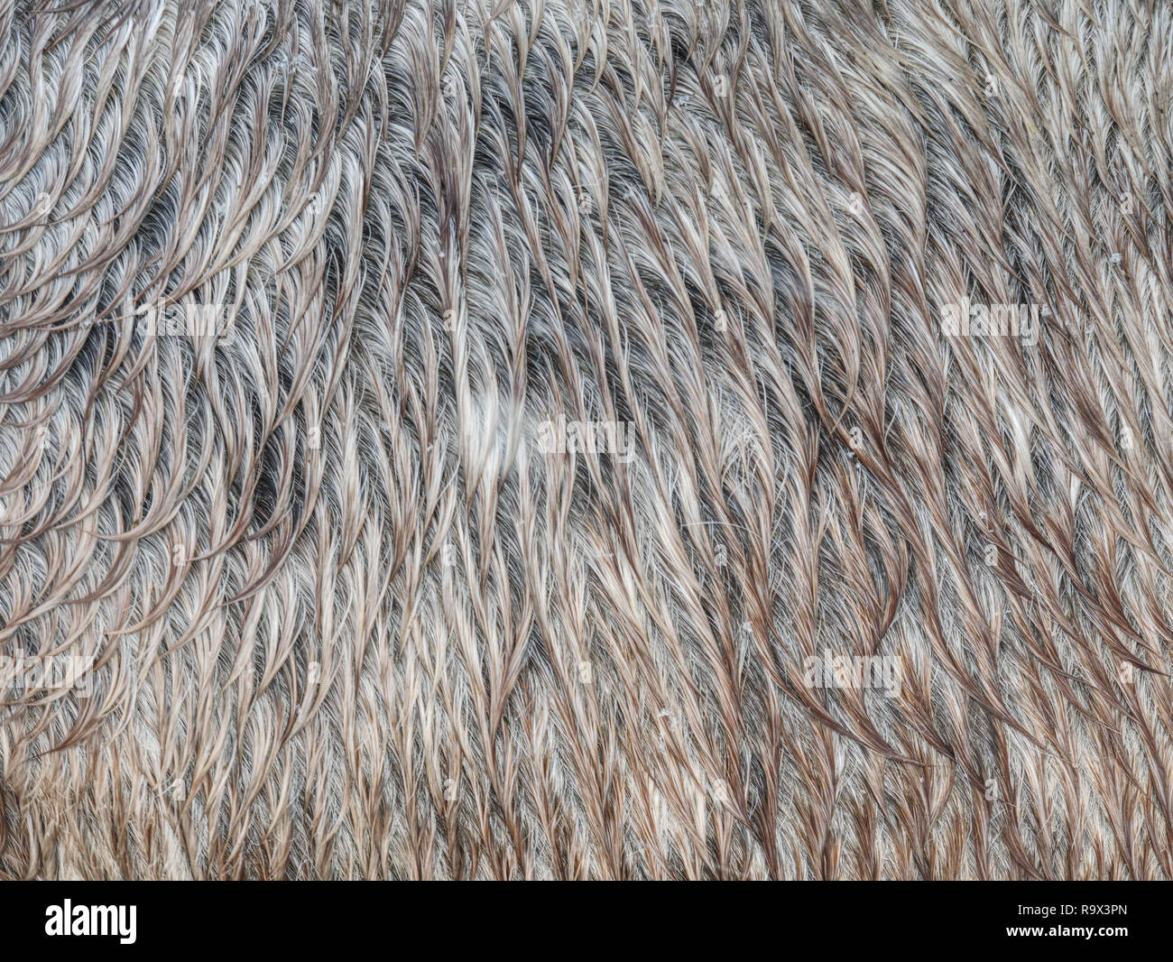 Fluffy Fur Texture High Resolution Stock Photography and Images - Alamy