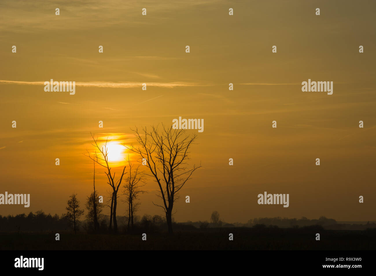 Dark trees without leaves hi-res stock photography and images - Alamy