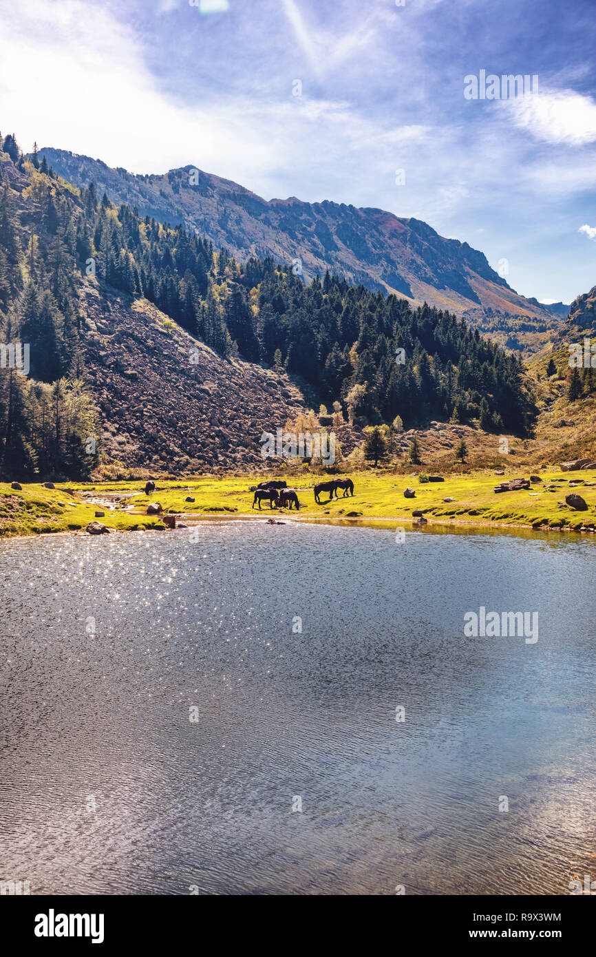 View of Merens horses on Etang de Comte, Ariege Pyrenees, Occitanie ...