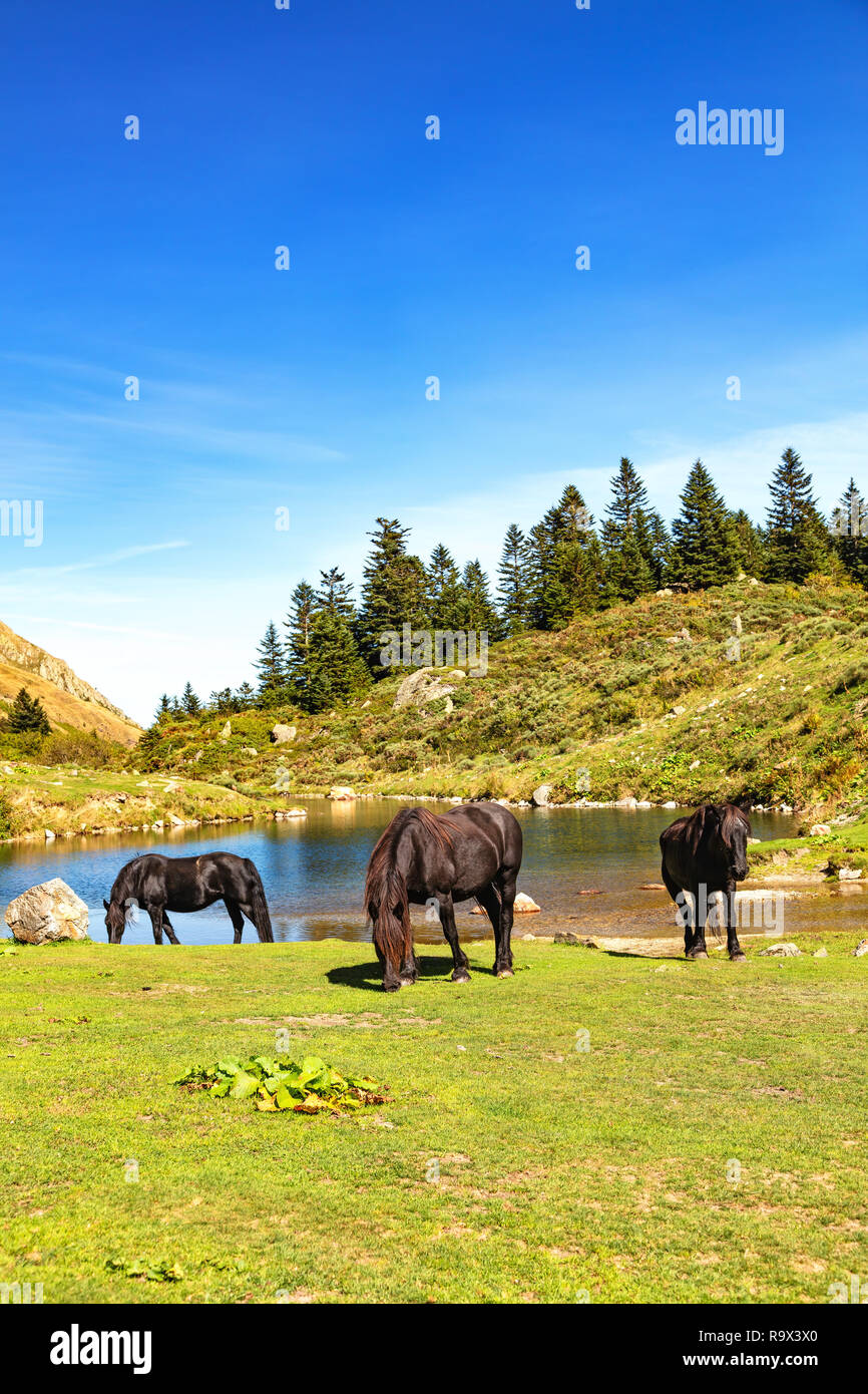 View of Merens horses on Etang de Comte, Ariege Pyrenees, Occitanie ...