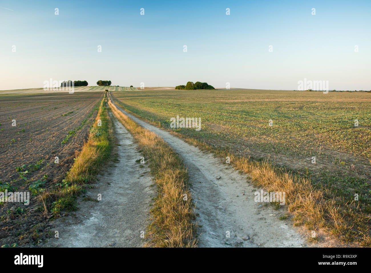 Long country road through fields on the Polish countryside, trees on ...