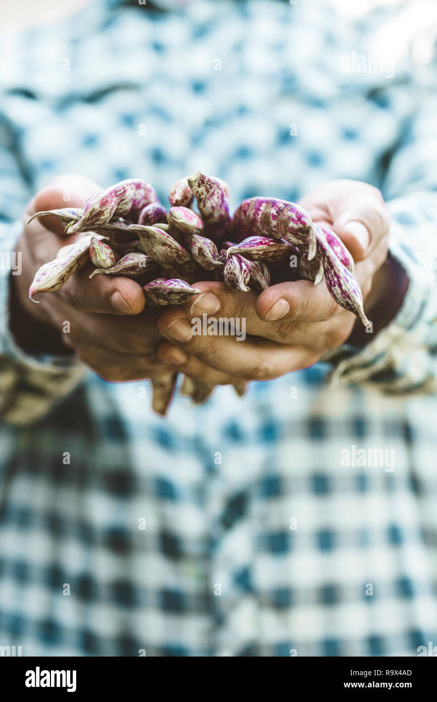 Beans harvest. Beans harvest in autumn. Farmer with Beans Stock Photo ...