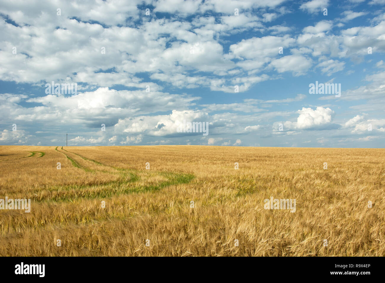 Technological path on barley field, horizon and white clouds on blue ...