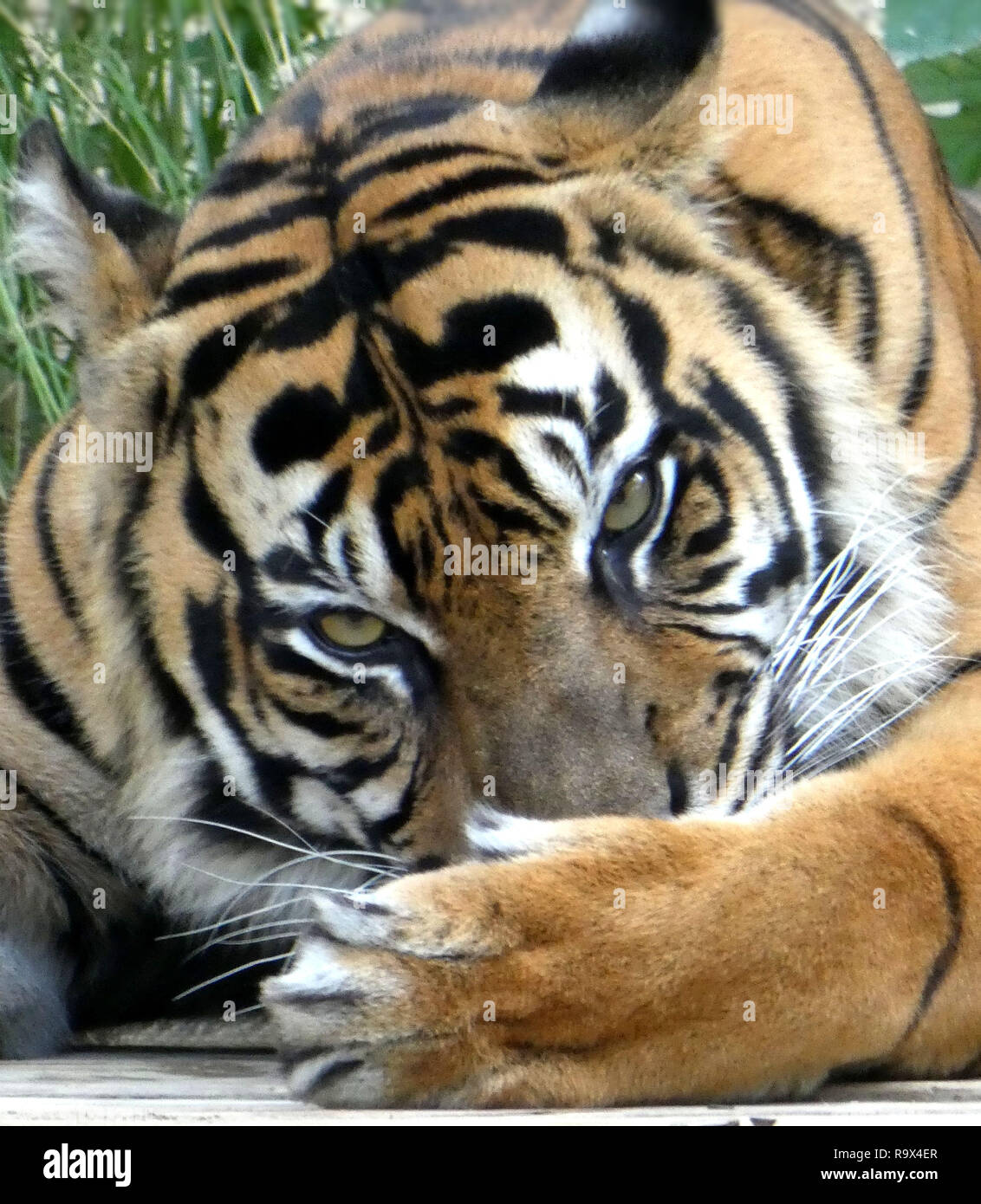 Sumatran Tiger Hiding Behind Paw Stock Photo - Alamy