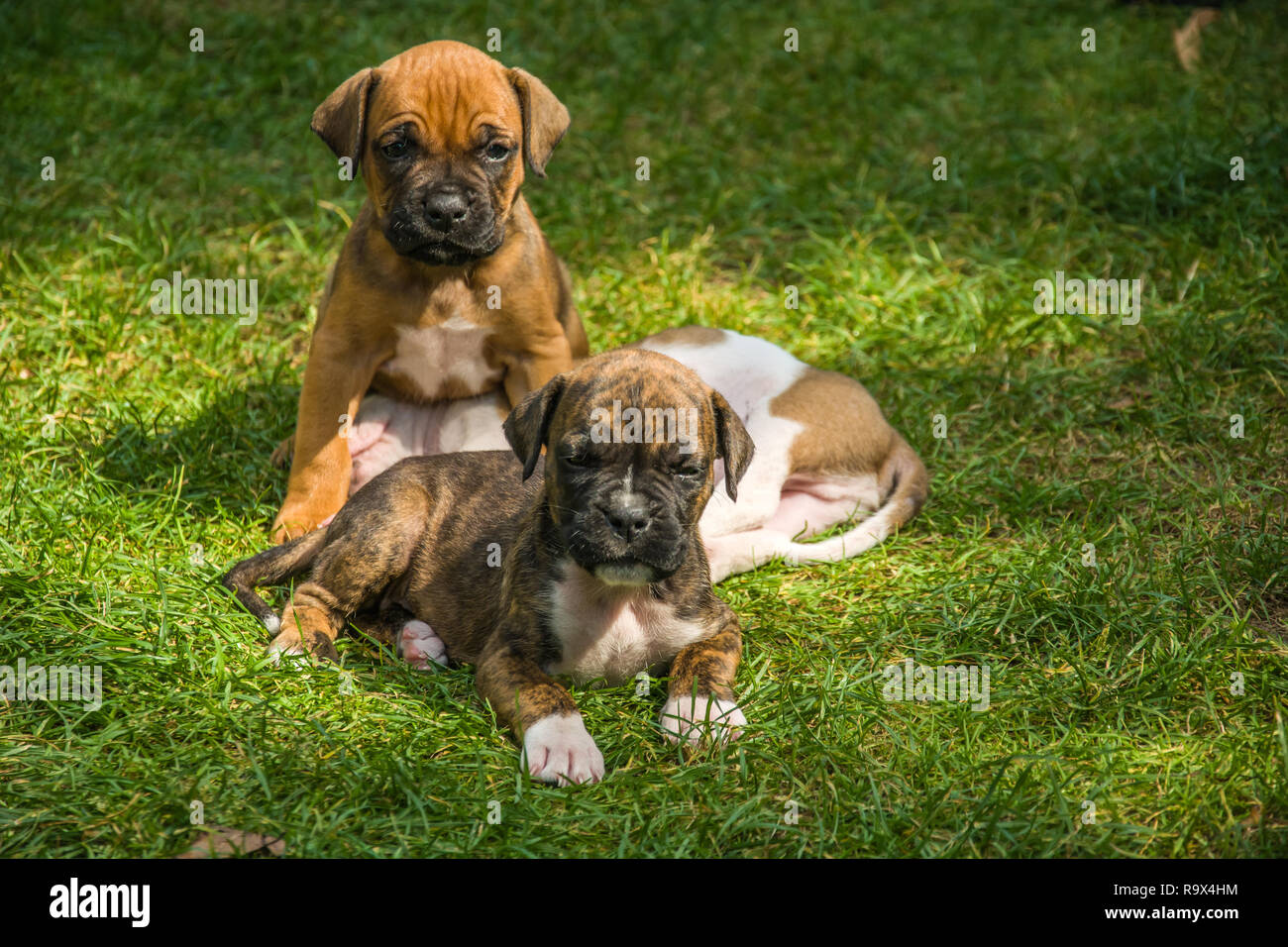 Boxer puppies sitting on green grass Stock Photo - Alamy