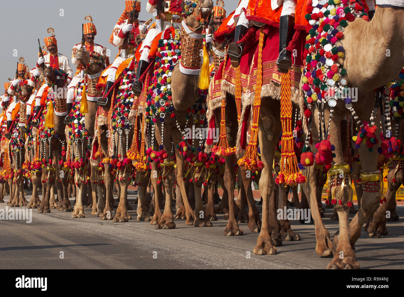 Camel parade hi-res stock photography and images - Alamy