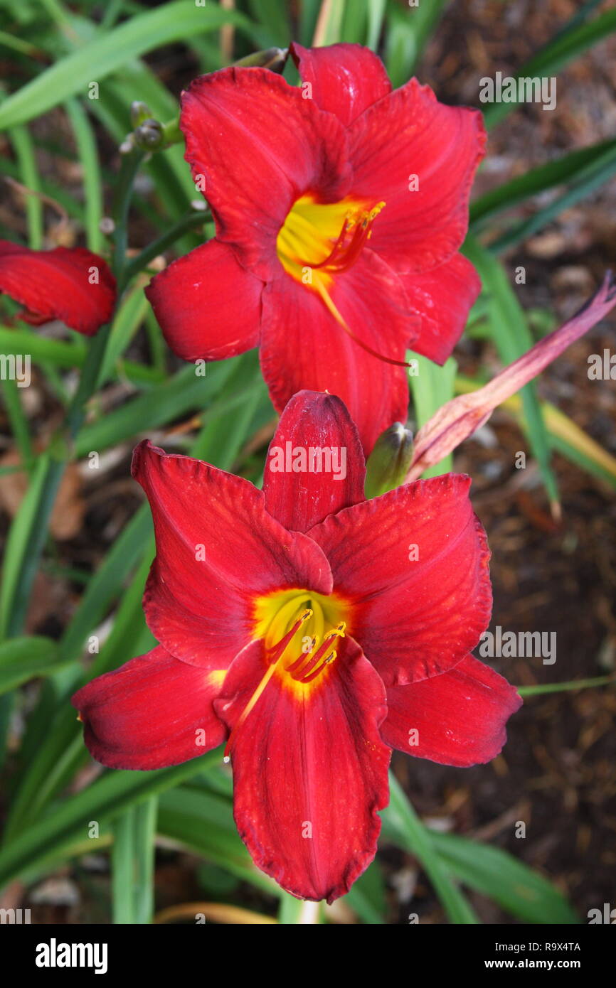 Red Hibiscus Flower Stock Photo - Alamy
