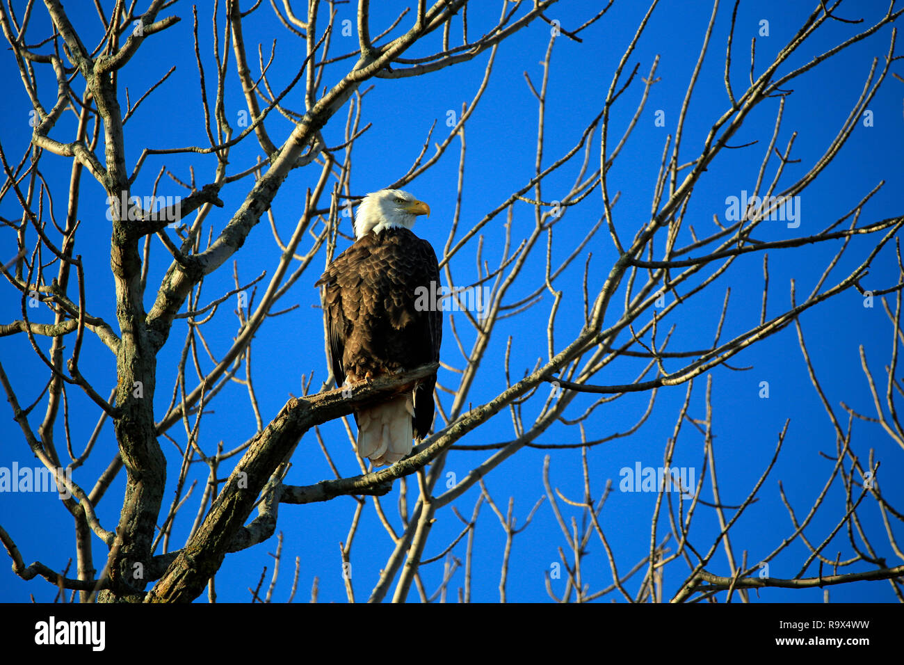 A Bald Eagle perched in a tree Stock Photo - Alamy