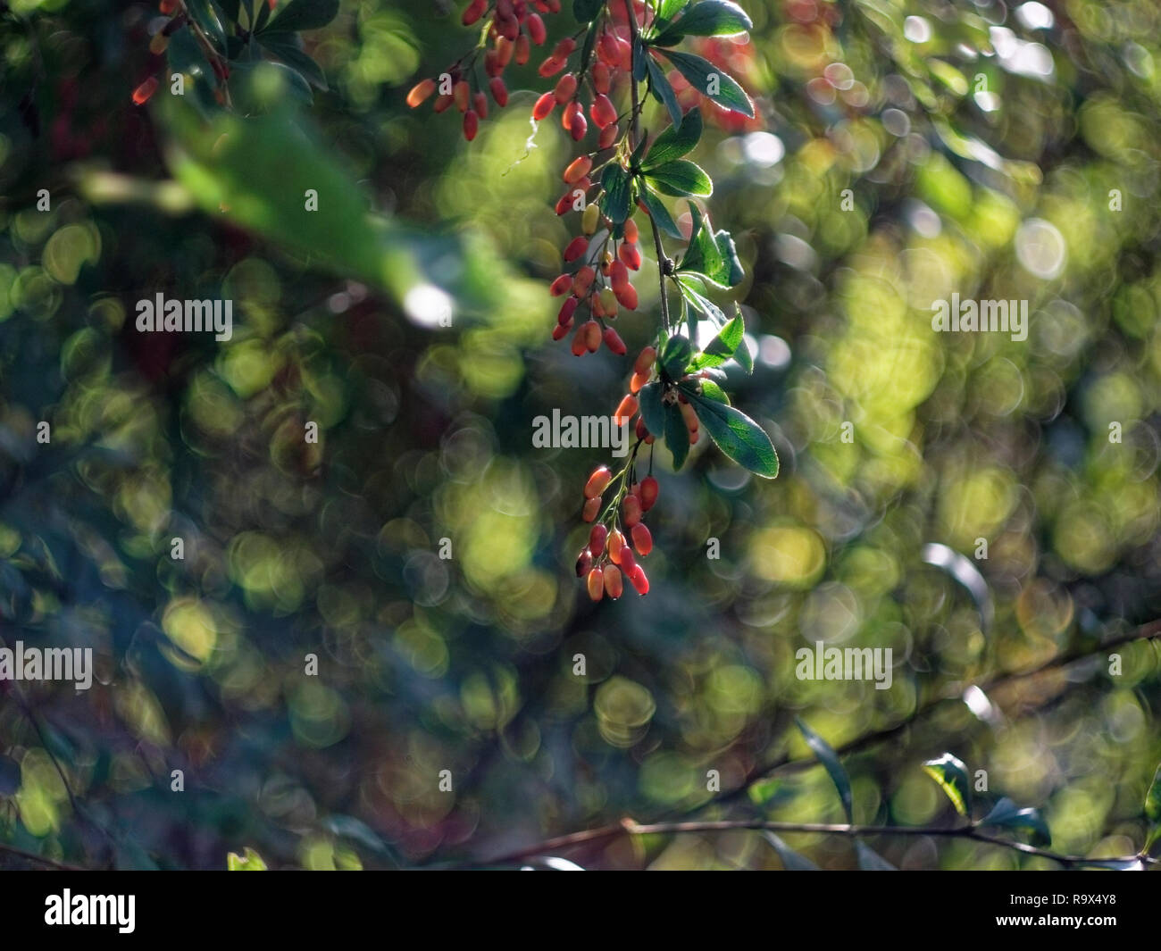 Beautiful red berries barberry hi-res stock photography and images - Alamy