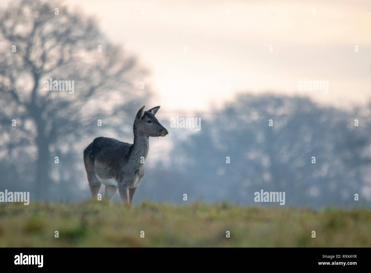 Fallow deer female hi-res stock photography and images - Alamy