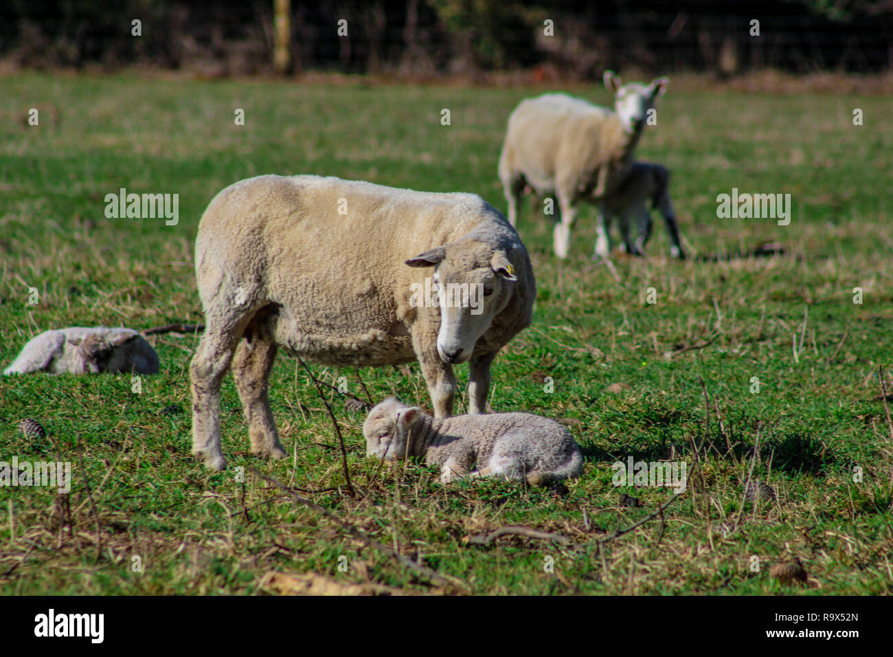Ewe lamb new zealand hi-res stock photography and images - Alamy