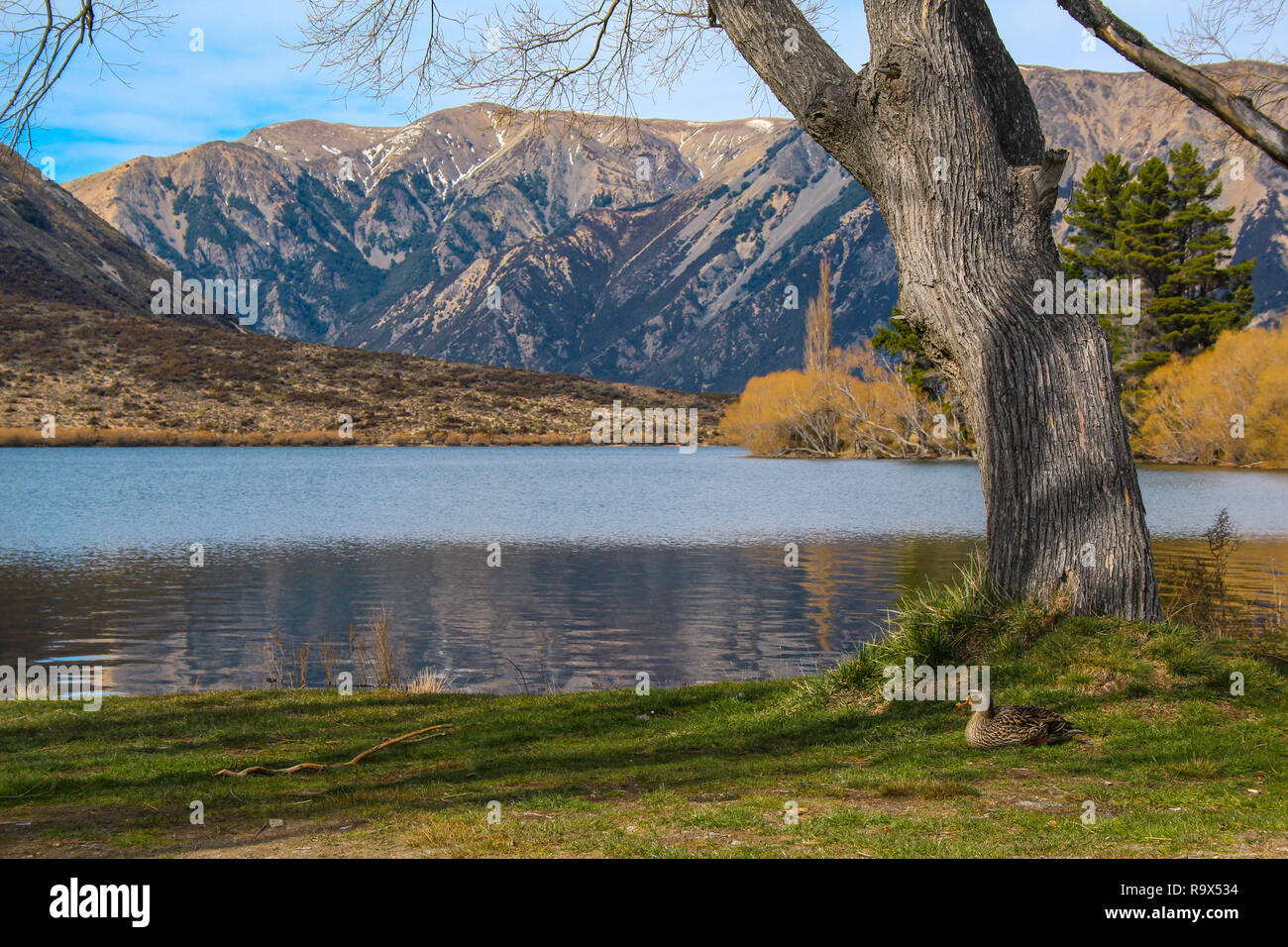 Lake Pearson / Moana Rua Wildlife Refuge, South Island, New Zealand ...