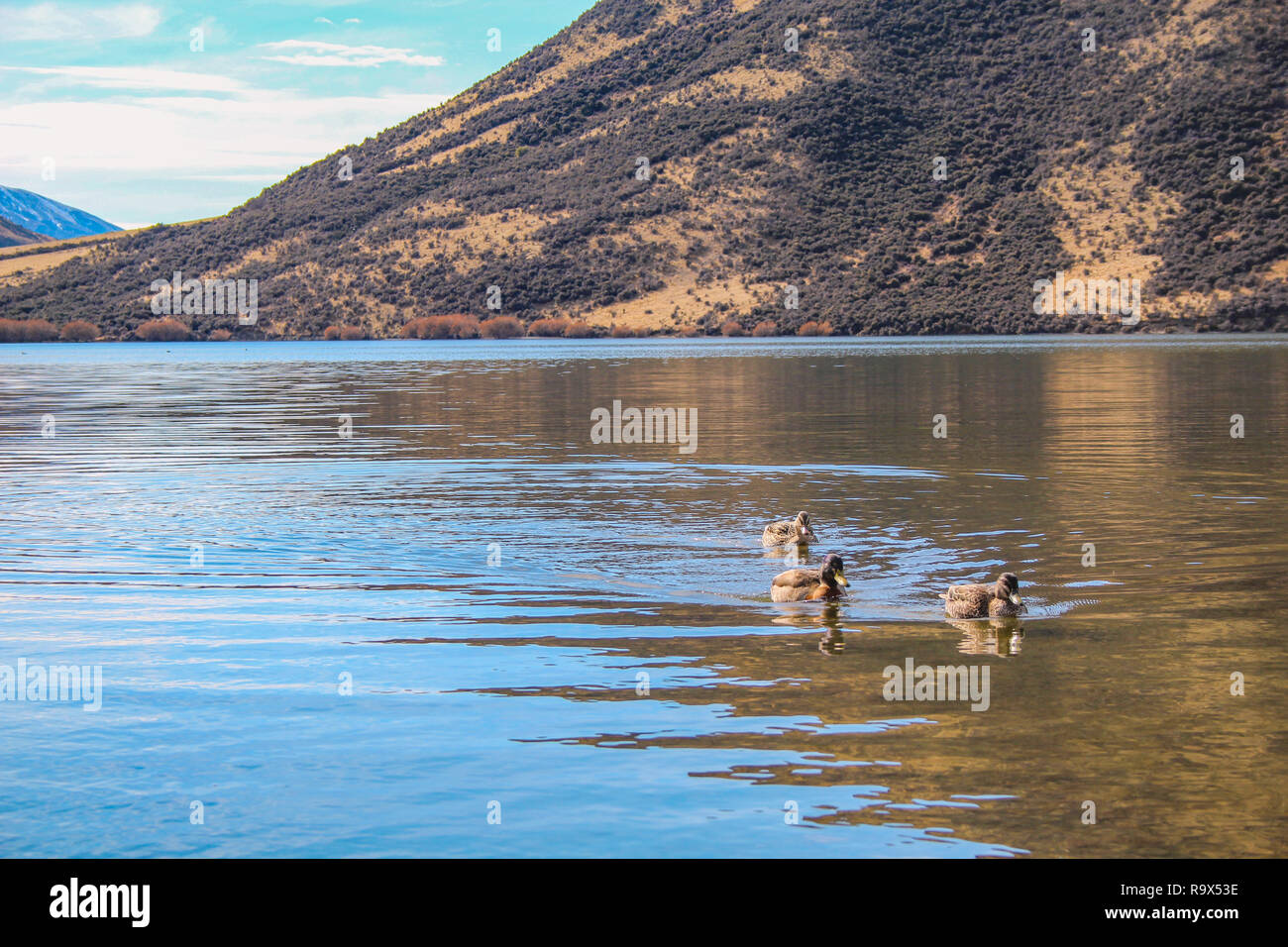 Lake Pearson / Moana Rua Wildlife Refuge, South Island, New Zealand ...