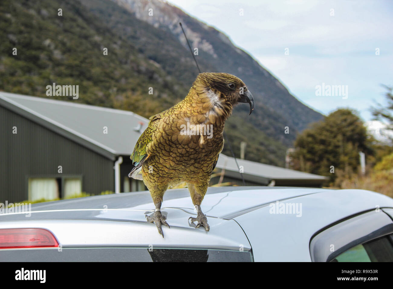 Kea parrot sitting on top of car in Arthur's Pass village, Canterbury ...
