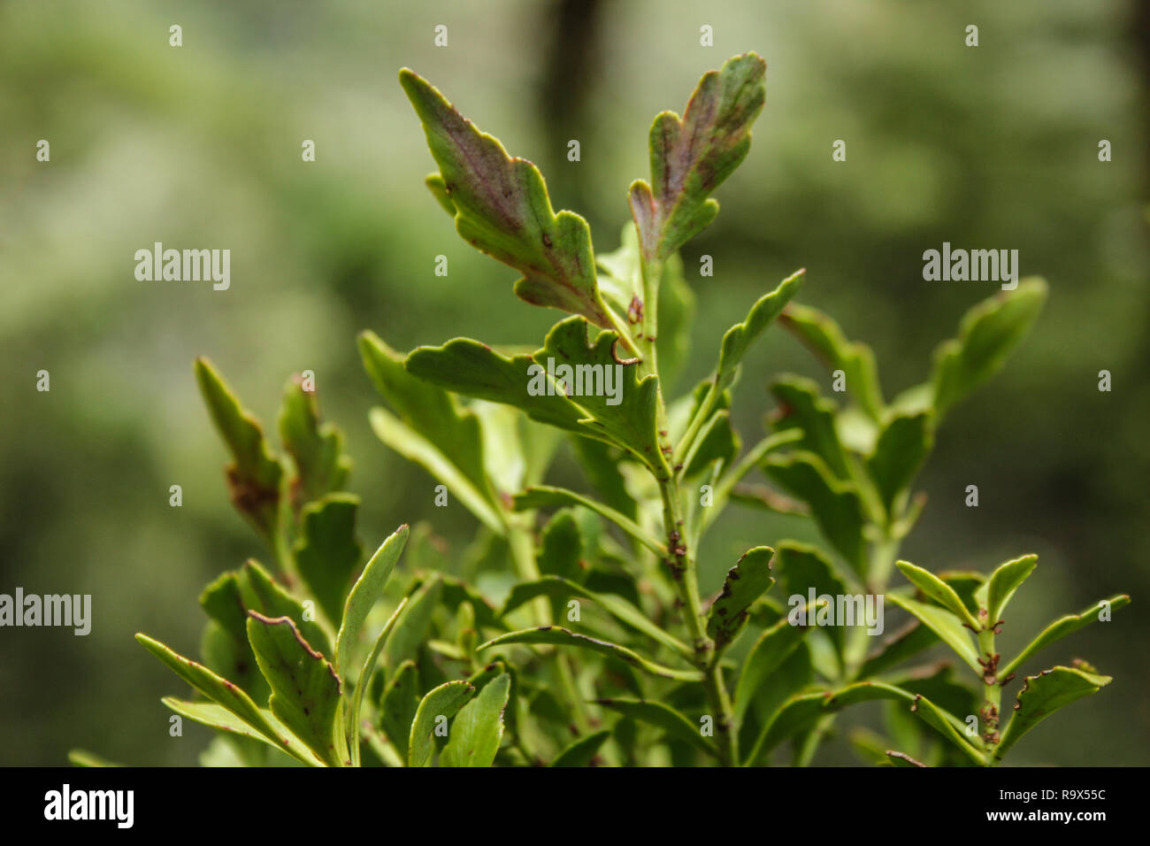 green young tree growing at Arthur's Pass National Park in New Zealand ...