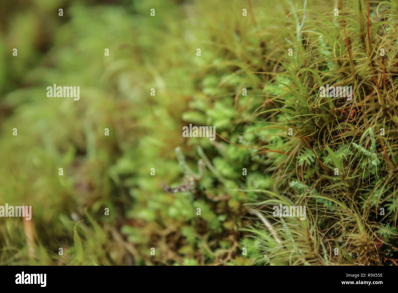 Wild plants moss new zealand hi-res stock photography and images - Alamy