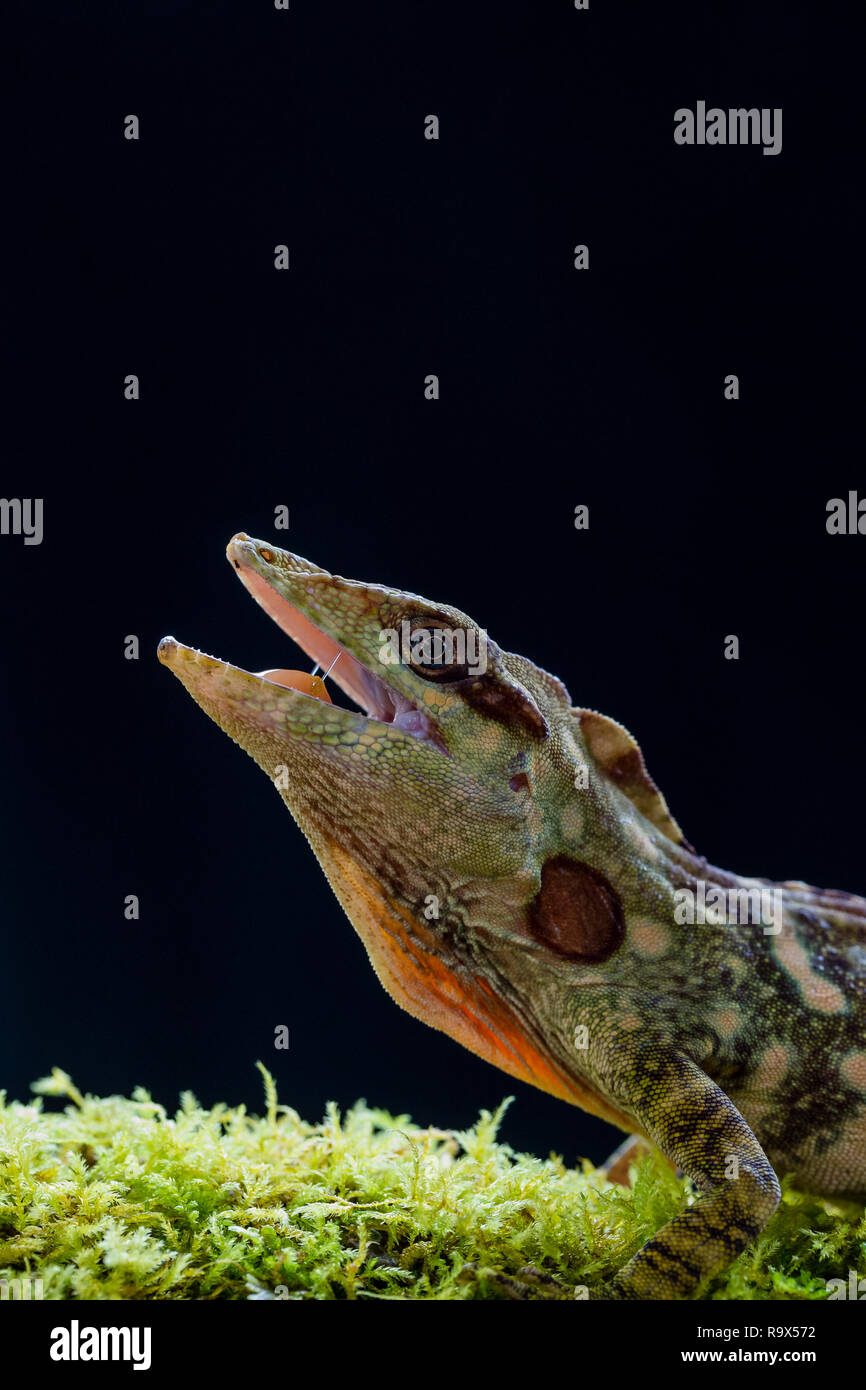 Lizard in Costa Rica Stock Photo - Alamy