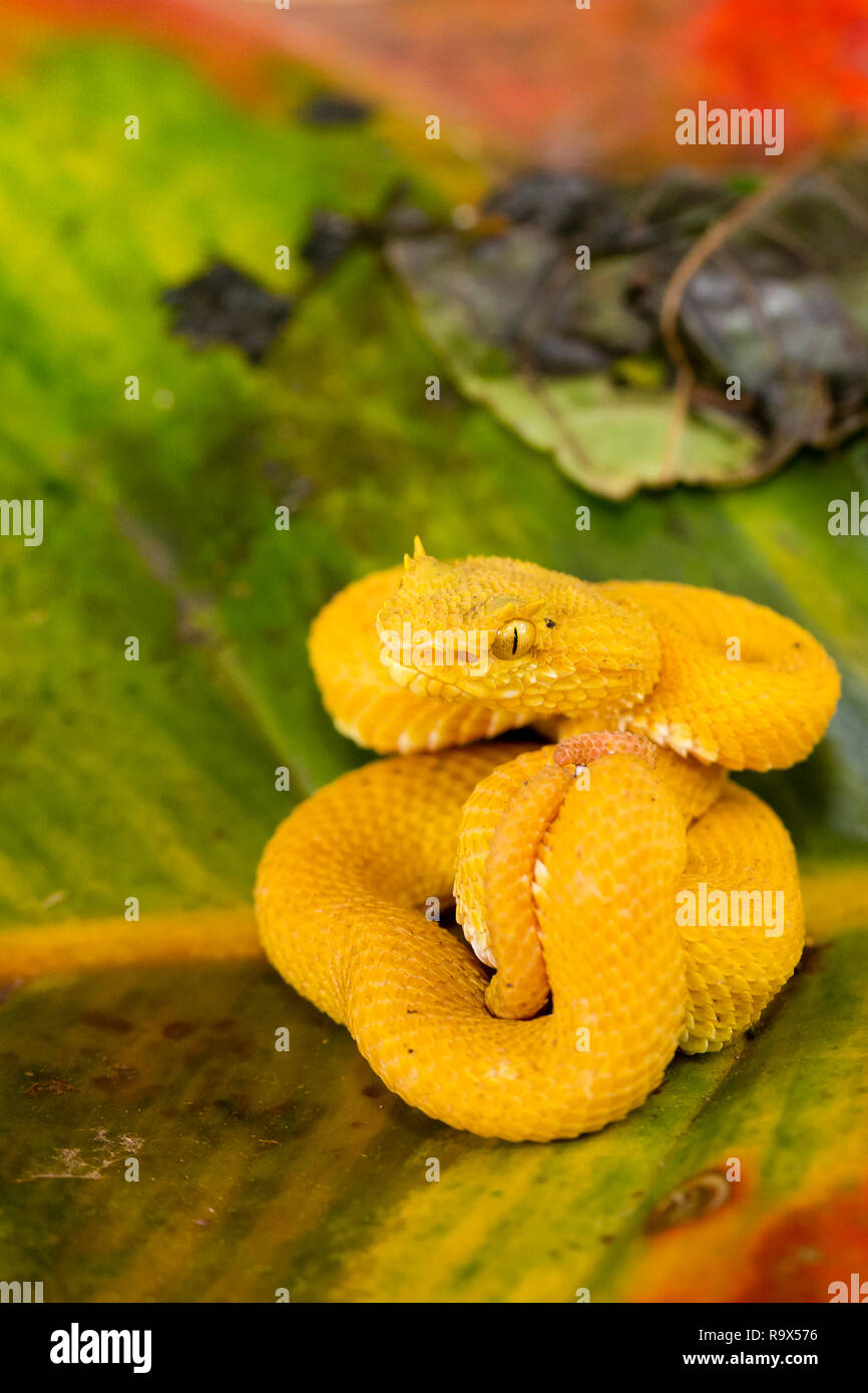 Eyelash Pitviper snake in Arenal, Costa Rica Stock Photo - Alamy