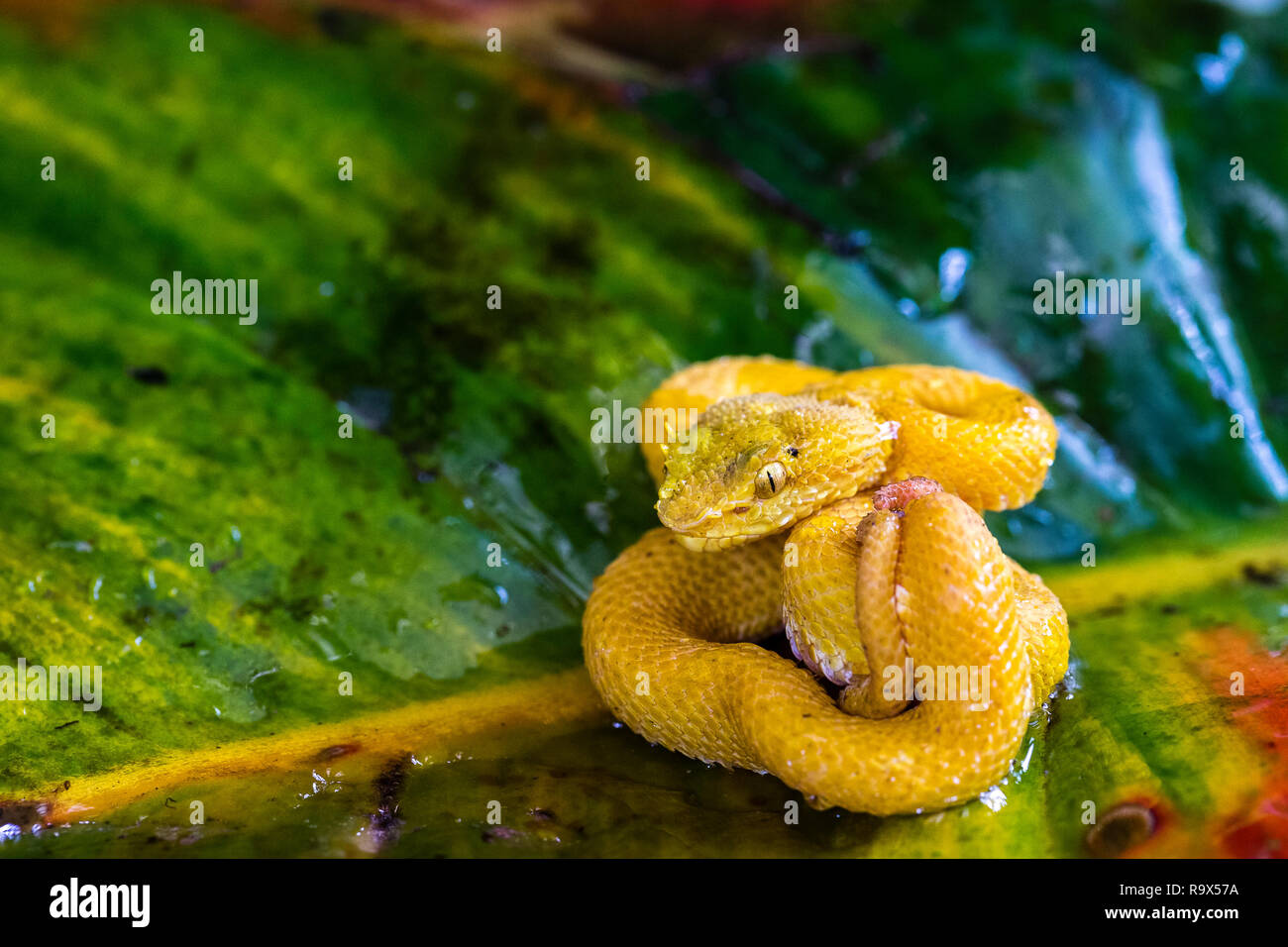 Eyelash snake hi-res stock photography and images - Alamy