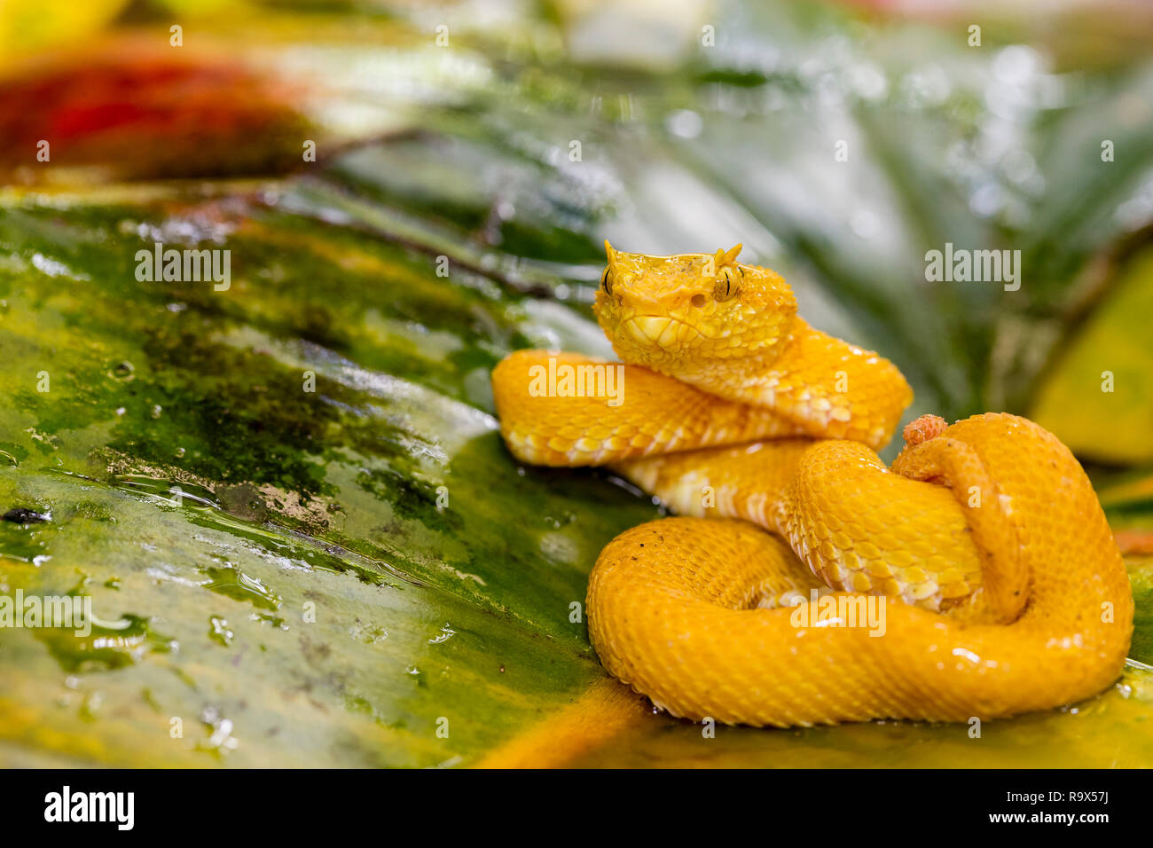 Eyelash snake hi-res stock photography and images - Alamy