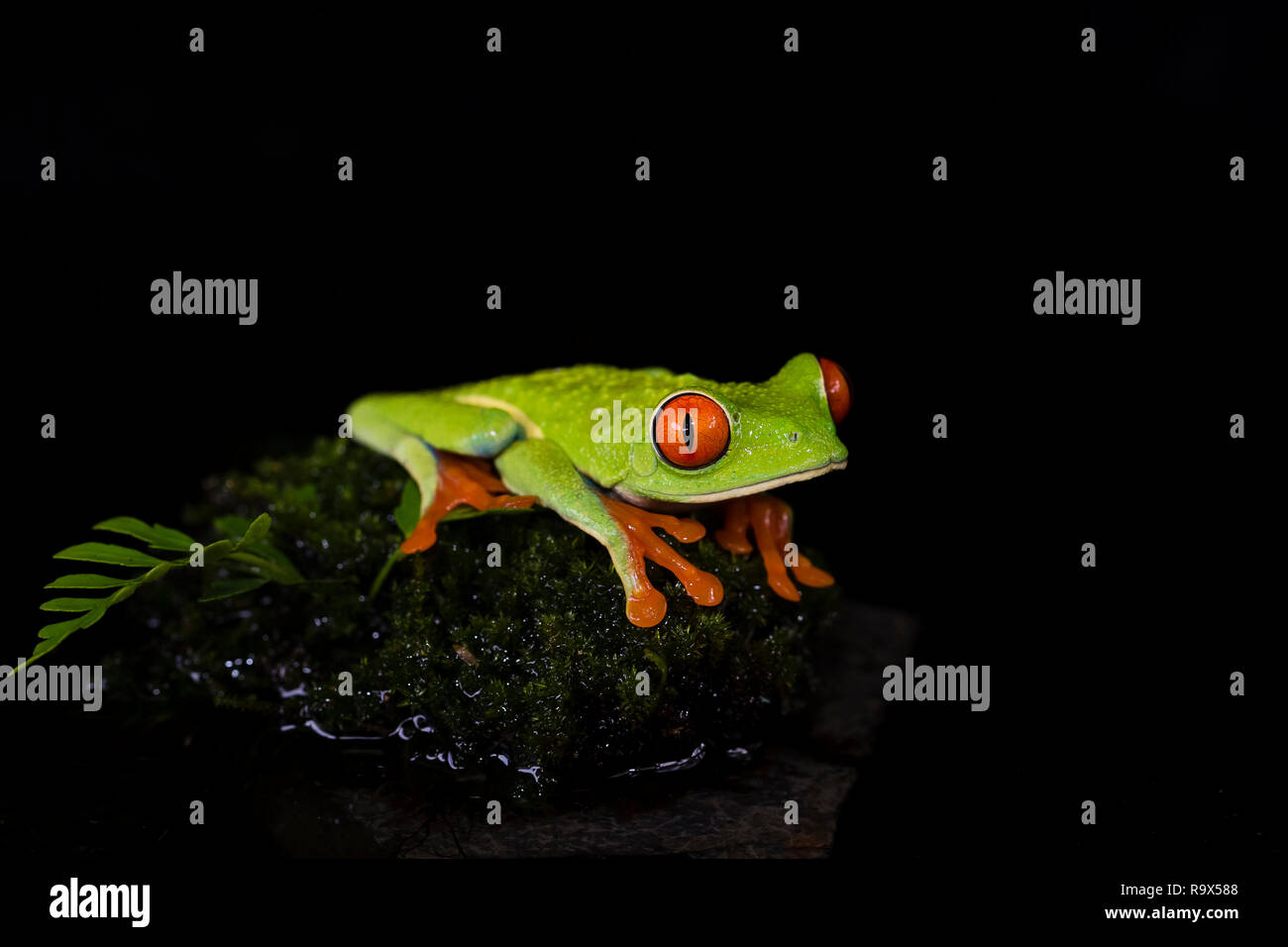 Costa rican frog hi-res stock photography and images - Alamy