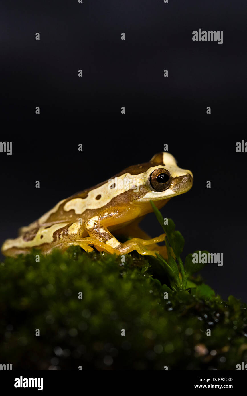 Hourglass Tree Frog High Resolution Stock Photography and Images - Alamy