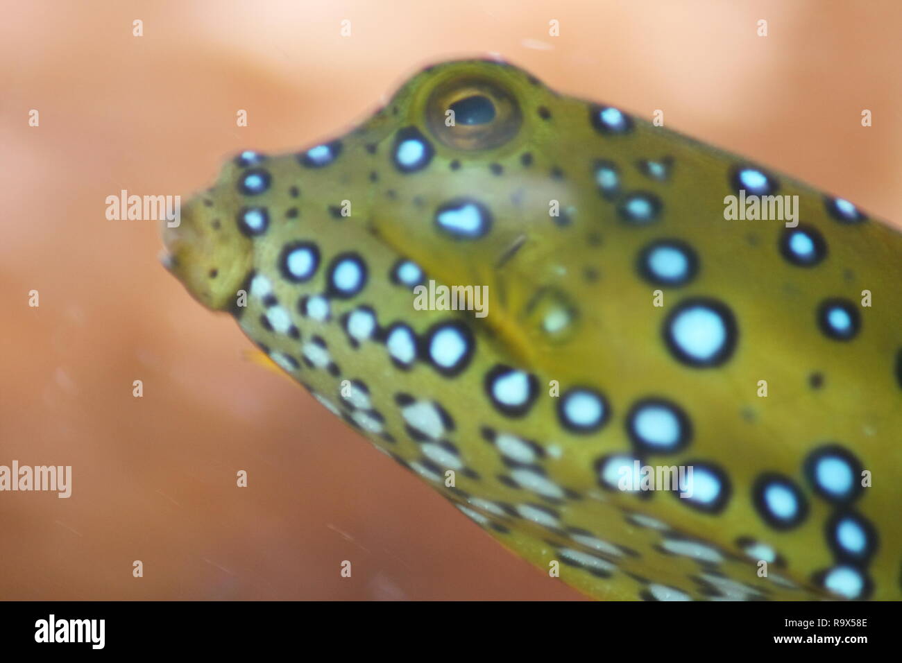 Yellow spotted boxfish hi-res stock photography and images - Alamy