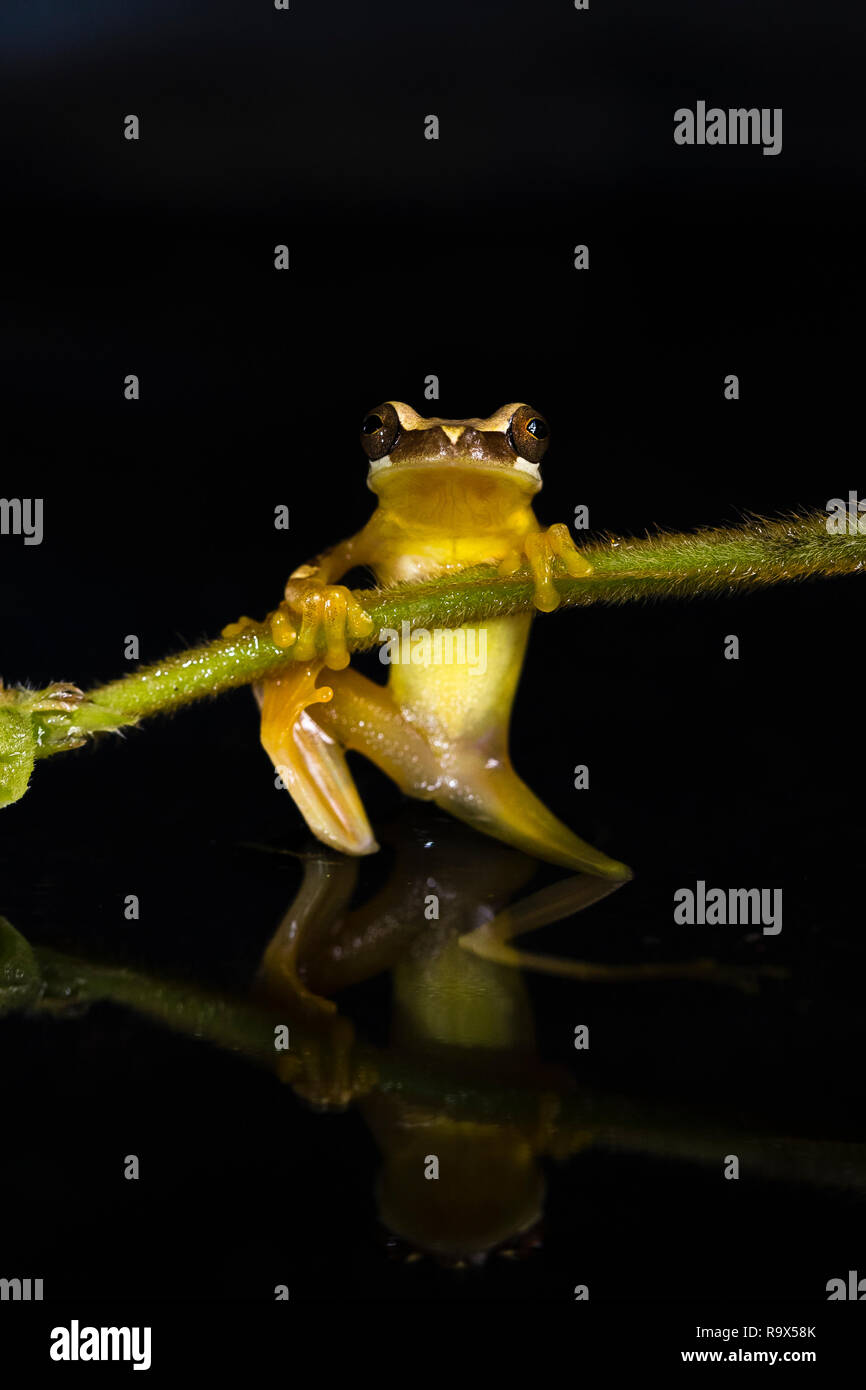 Hourglass Tree Frog High Resolution Stock Photography and Images - Alamy