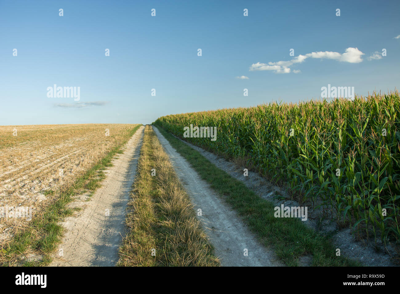 Road between a field of corn and plowed field, horizon and white clouds ...
