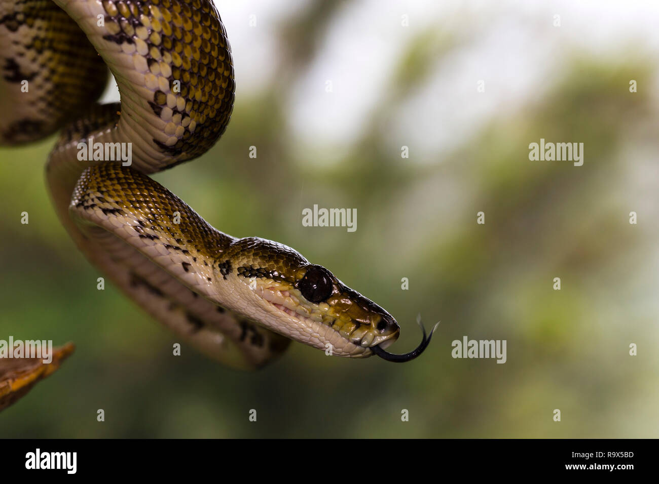 Mangrove tree costa rica High Resolution Stock Photography and Images ...