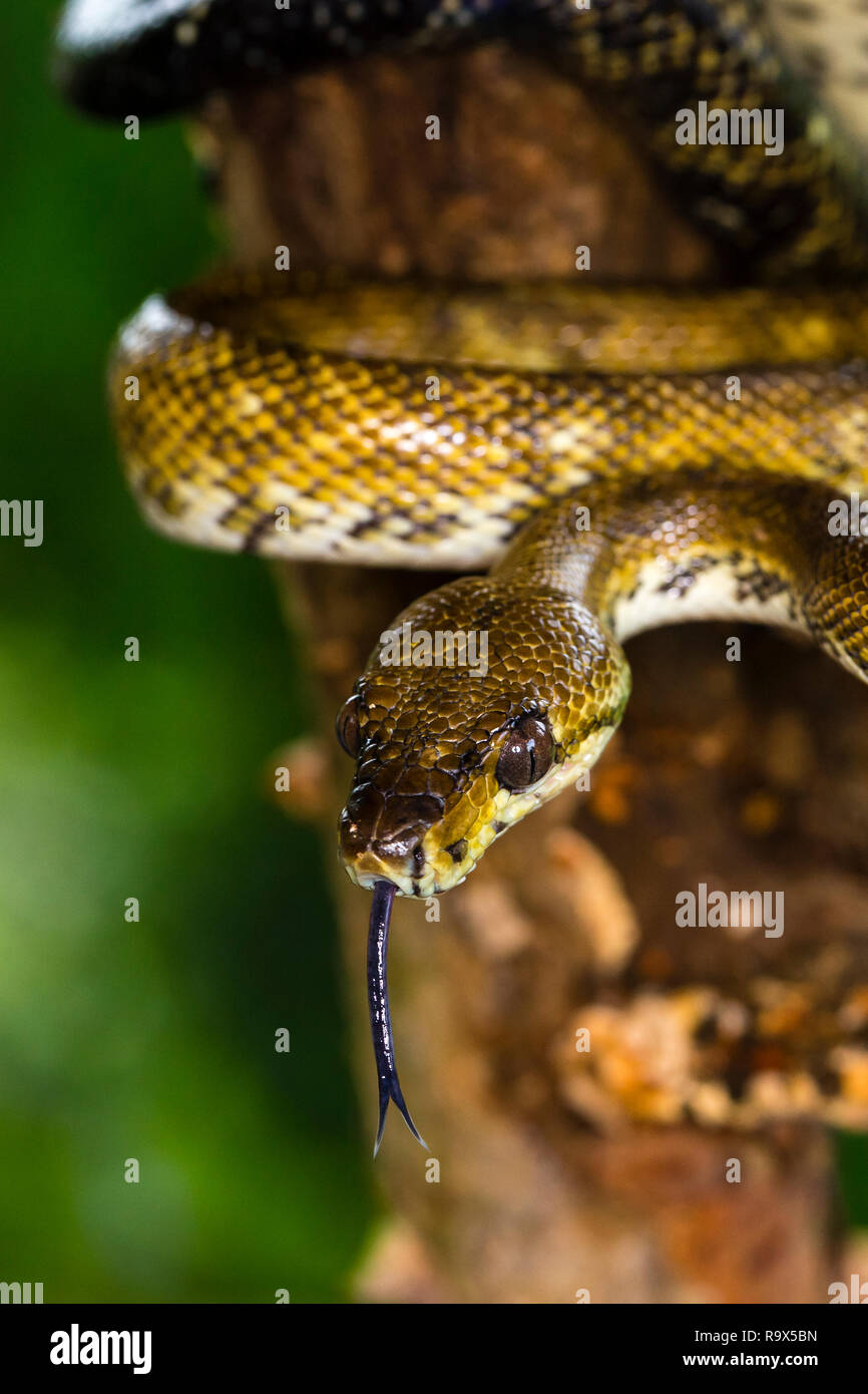 Mangrove tree boa snake in Arenal, Costa Rica Stock Photo - Alamy