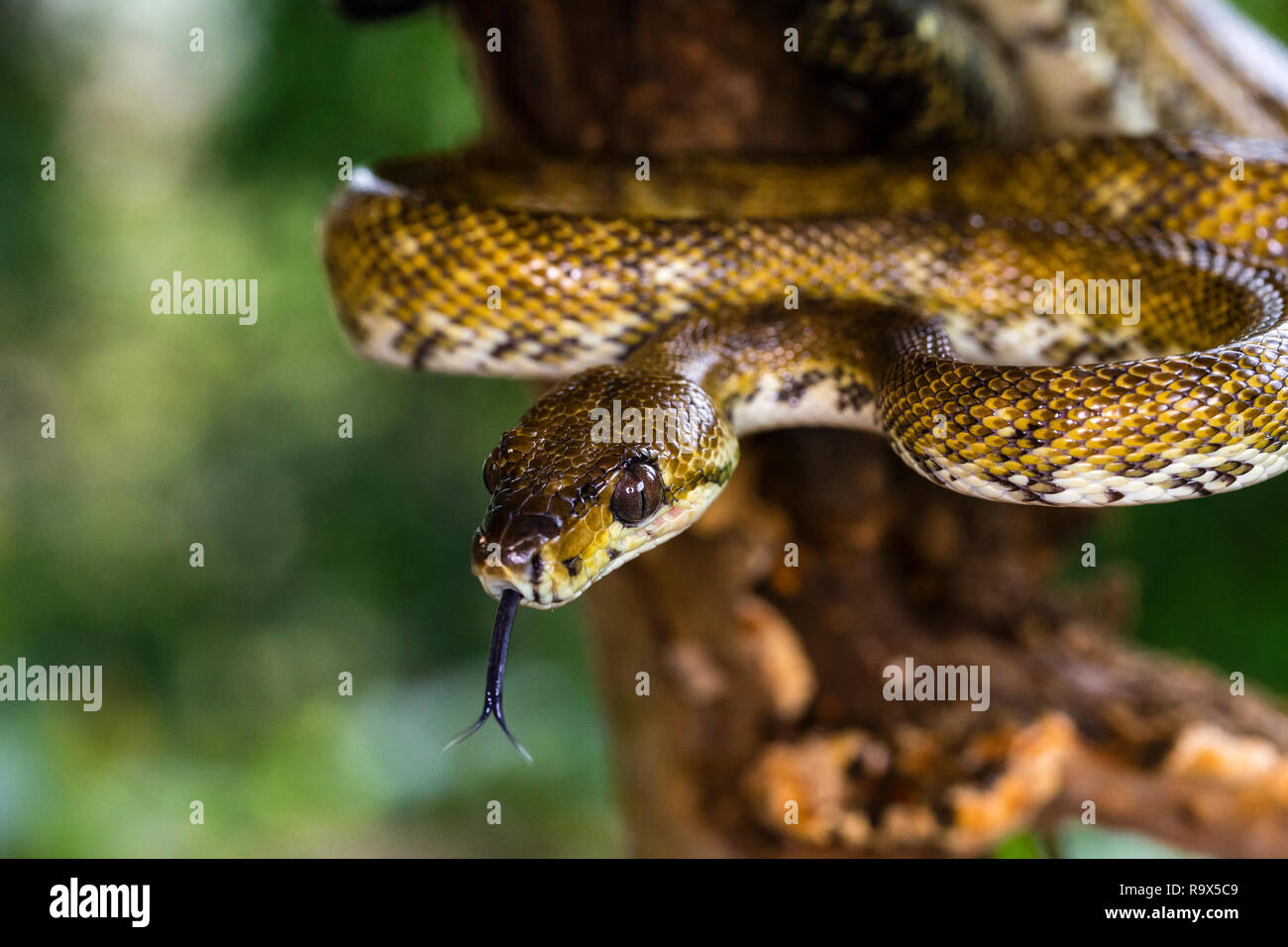 Mangrove tree costa rica High Resolution Stock Photography and Images ...