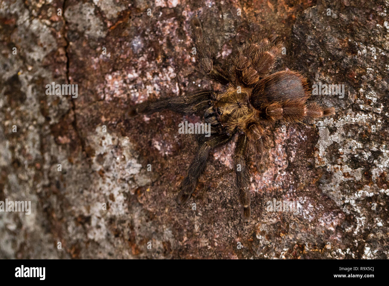 Orange mouthed tarantula, costa rica Stock Photo - Alamy