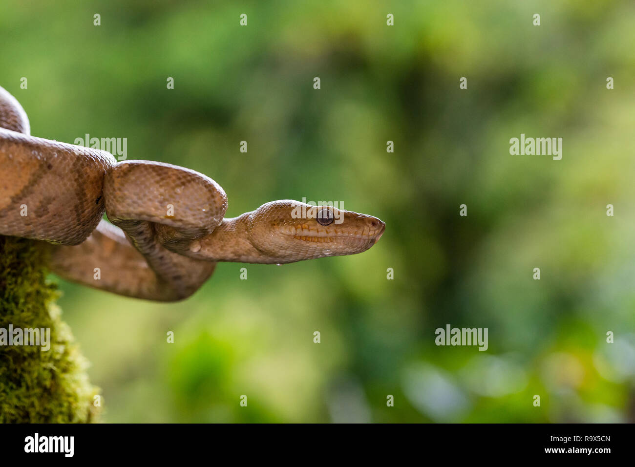 Annulated tree boa, costa rica Stock Photo - Alamy