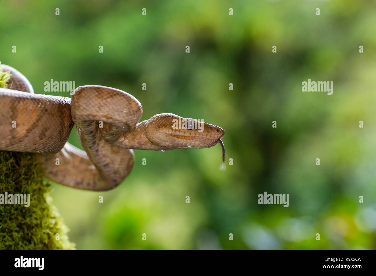 Costa rica snakes hi-res stock photography and images - Alamy