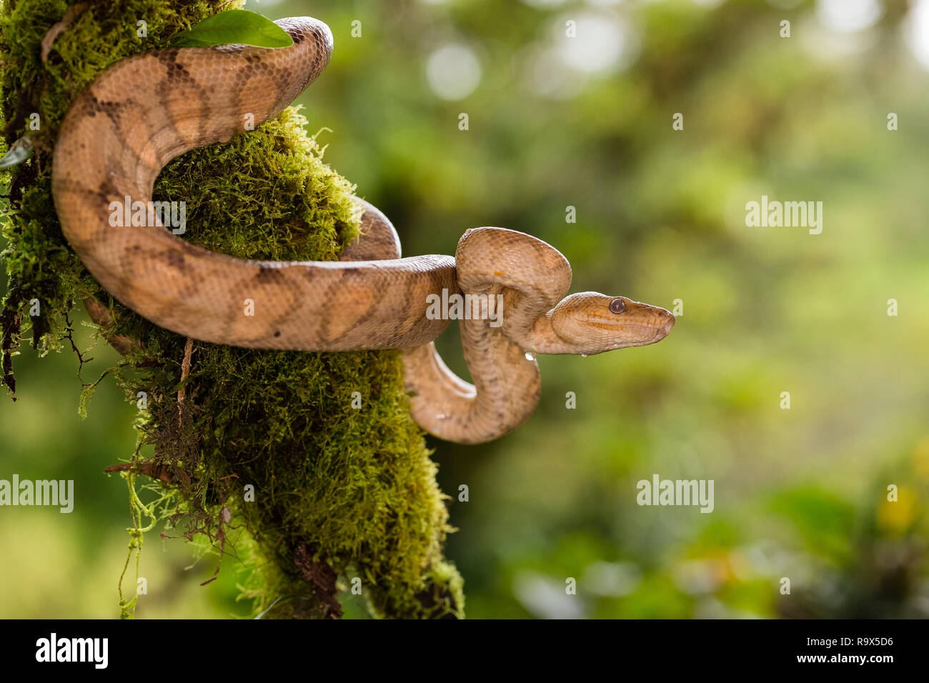 Costa rica snakes hi-res stock photography and images - Alamy