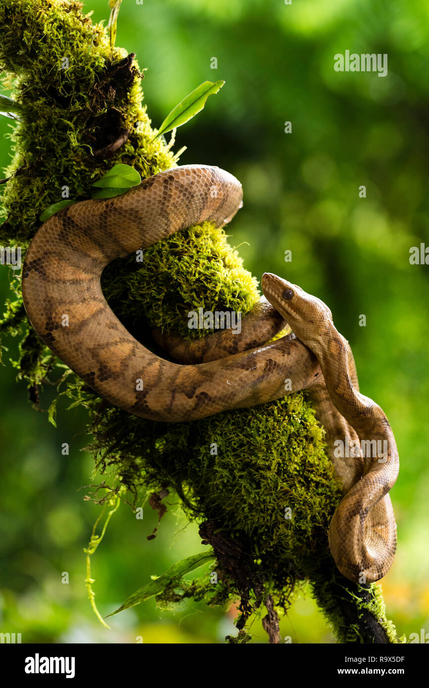 Annulated tree boas hi-res stock photography and images - Alamy