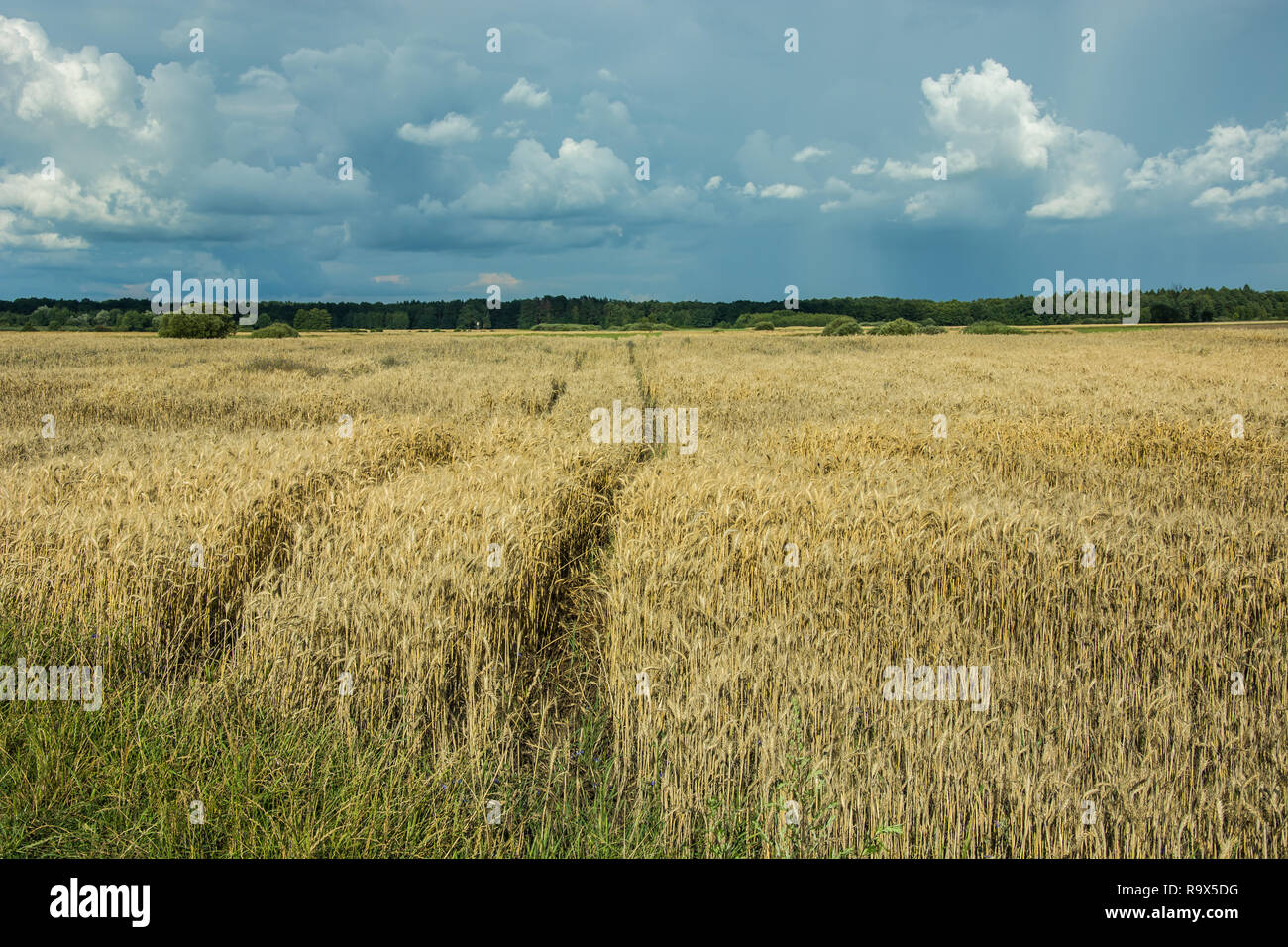 Technological path through a field of grain, horizon and cloudy sky ...