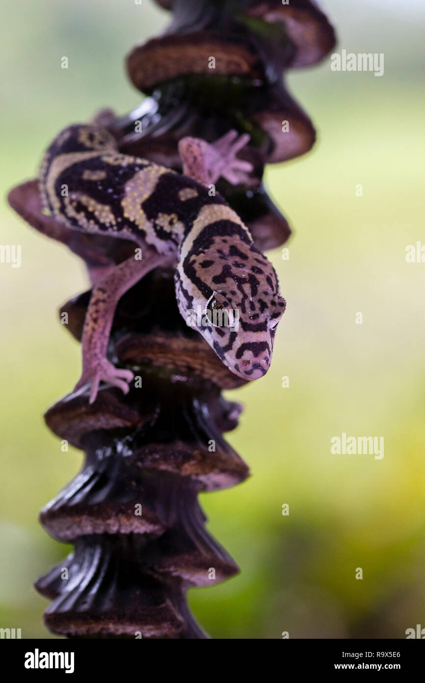 Tropical banded gecko, Costa Rica Stock Photo - Alamy