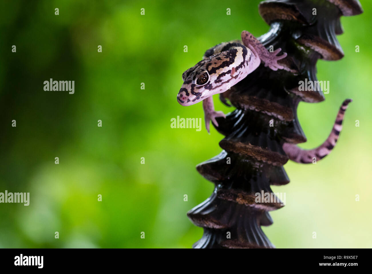 Costa Rica Gecko High Resolution Stock Photography and Images - Alamy